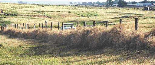 In southwest Kansas, tumbleweeds are on a roll | News, Sports, Jobs ...